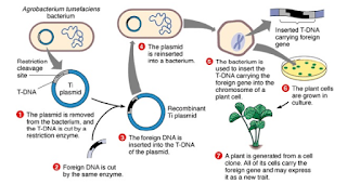 GOLDEN RICE ~ BIOTECH
