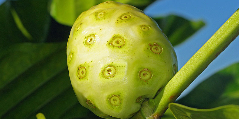 Clique Diversos: Conheça a fruta proibida que está causando polêmica em ...