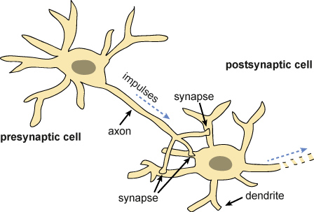 Blueprint for a Memristor based artificial brain and neurorobotics ...