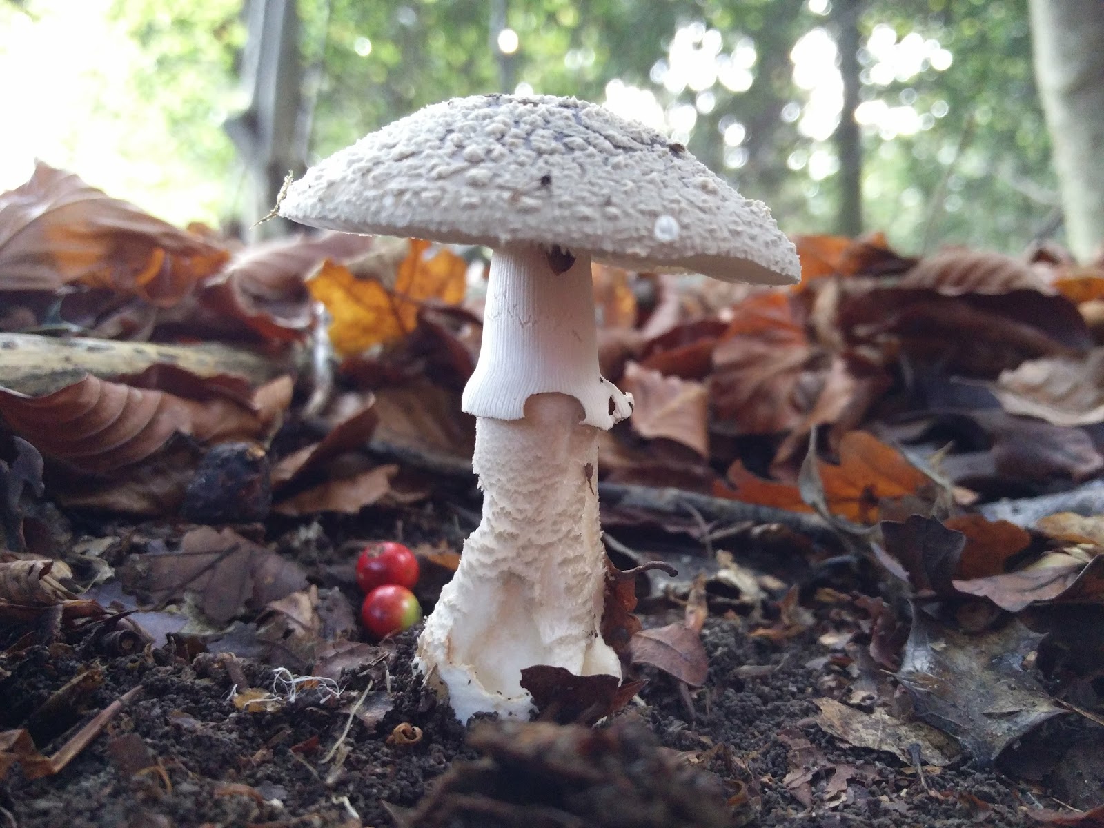 Misidentifying Fungi: November 2017