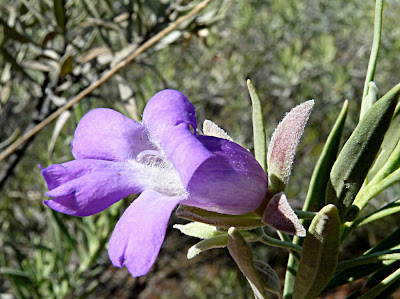 Bushranger: July 2011