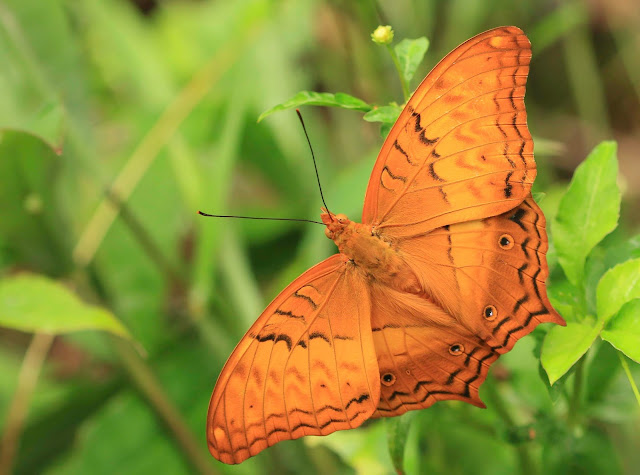 Butterflies of Vietnam: 37. Vindula erota erota (The Common Cruiser)