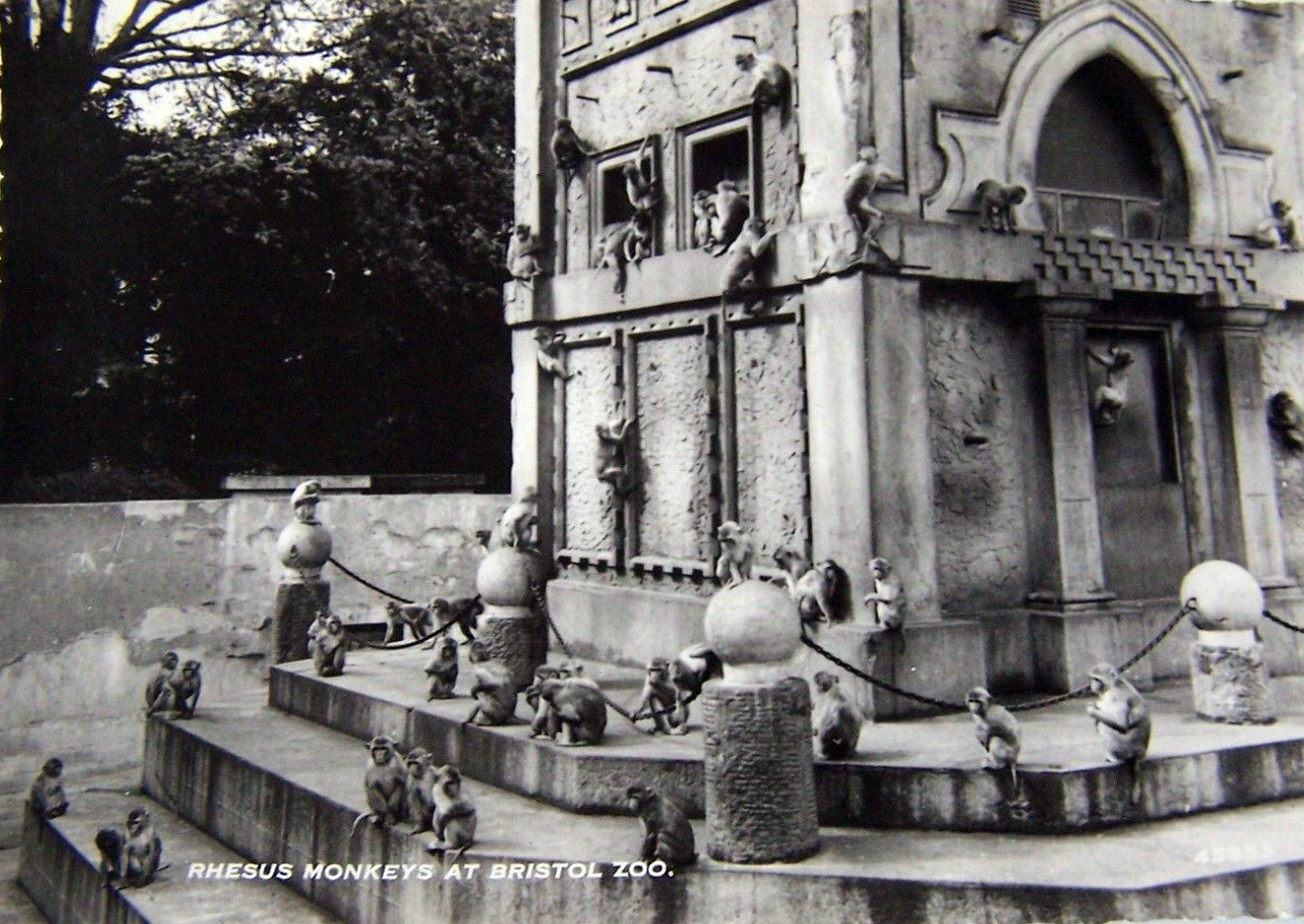 Zoology Jottings: Monkey Hill at London: Monkey Temple at Bristol Zoo