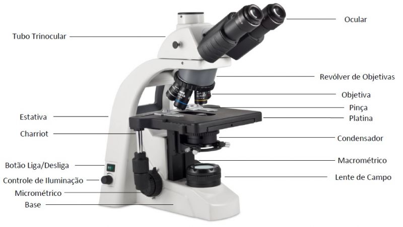Microscópio Caolho: Roteiro para a aula prática de microscopia