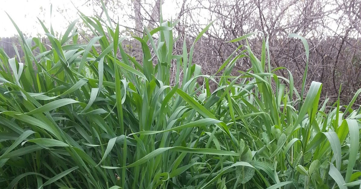 Front Range Food Gardener: Turning Under the Winter Ryegrass Cover Crop