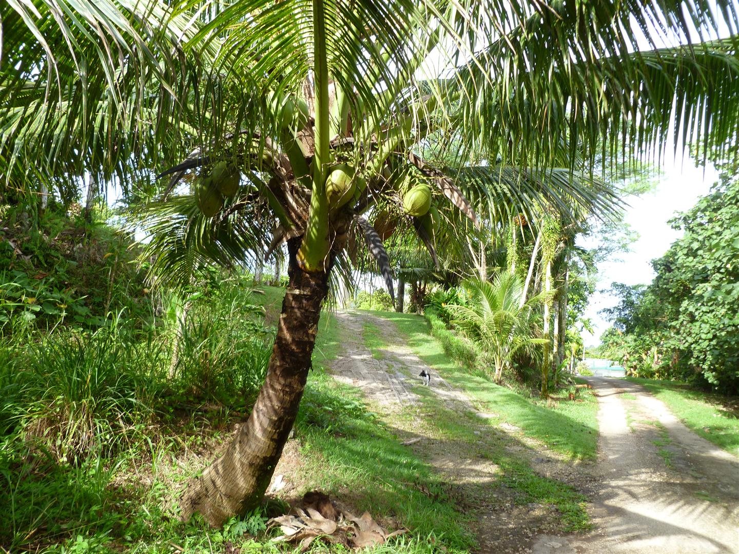 BBQGuam: Smoking Yellow Fin Tuna....Guam Style!!