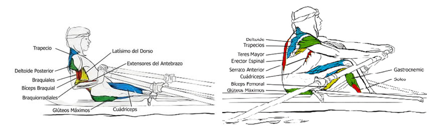 OLYMPIC ROWING: Beneficios de remar