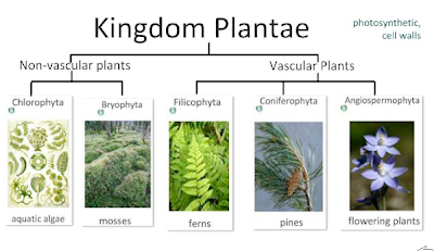 Phylum Angiospermophyta
