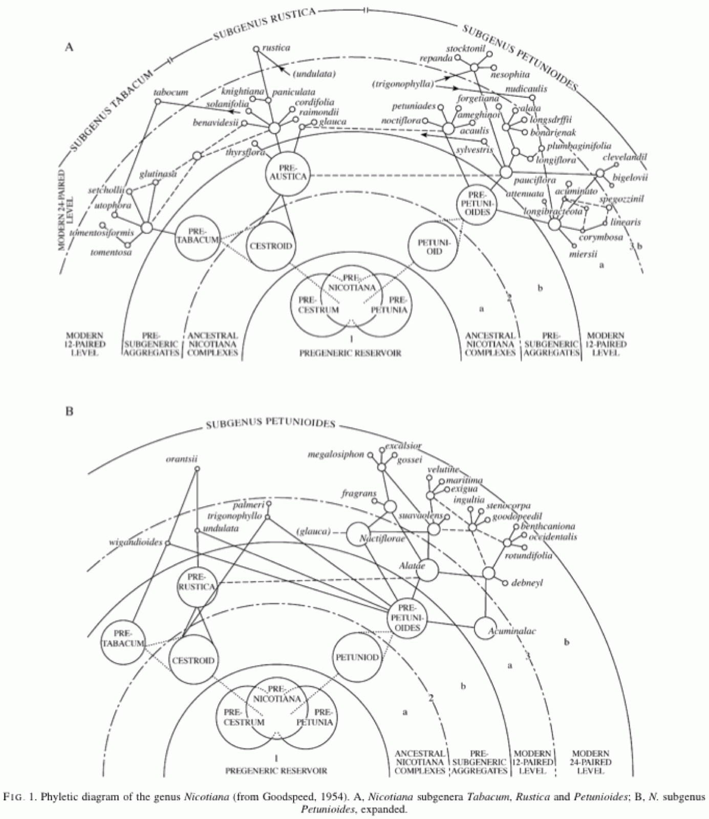The Genealogical World of Phylogenetic Networks: Phylogenetic networks ...