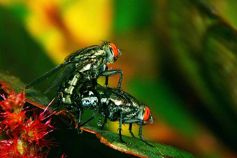 Ryukyu Life: Fly United From Okinawa, Japan (Photo) This Is Science OK?