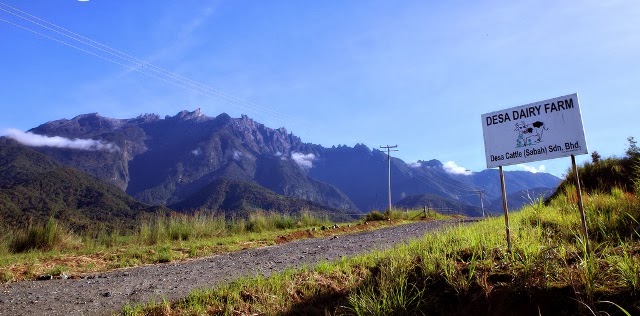 Borneo Destination: Desa cattle, Mesilau, Kundasang,Ranau