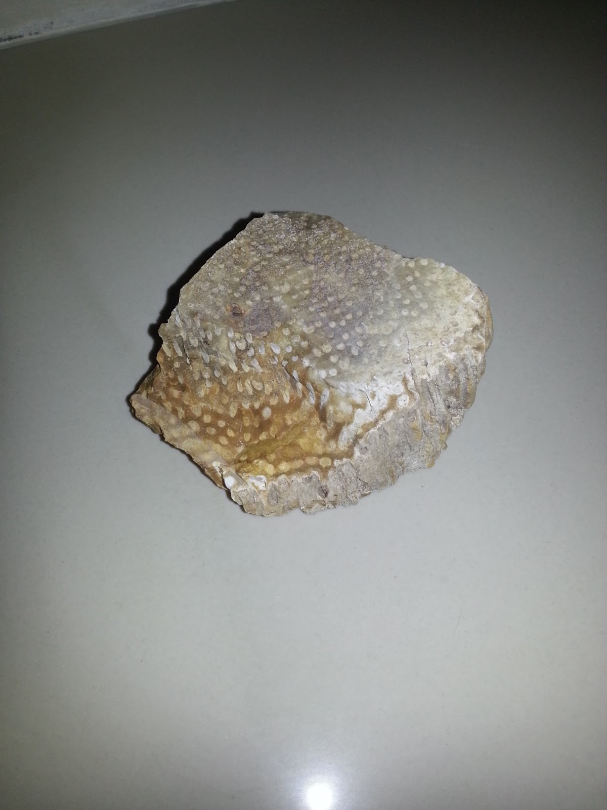 PERMATA IDAMANKU: Fossil (Kayu Nibong Jadi Batu)