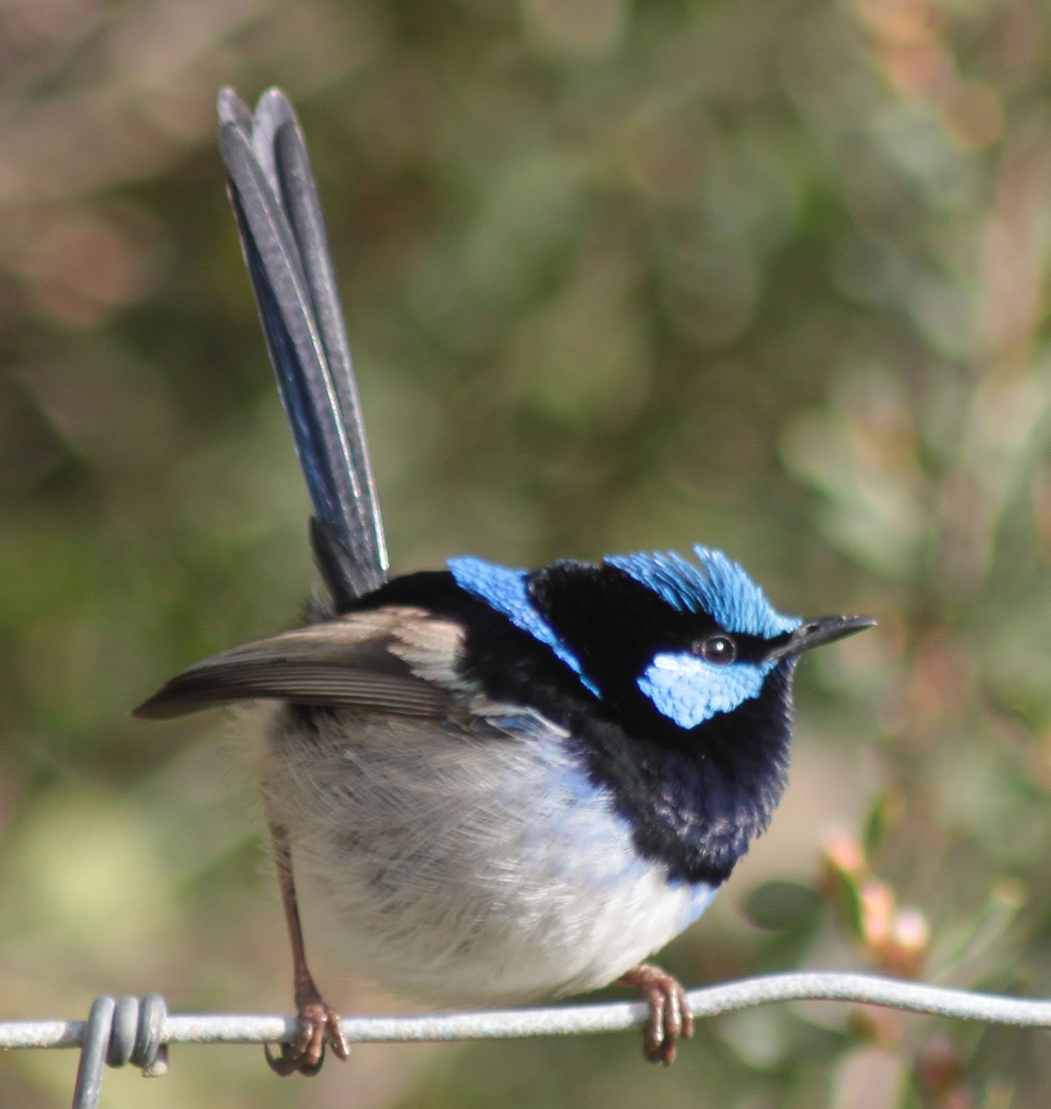 Richard Waring's Birds of Australia: Superb Fairy-wren