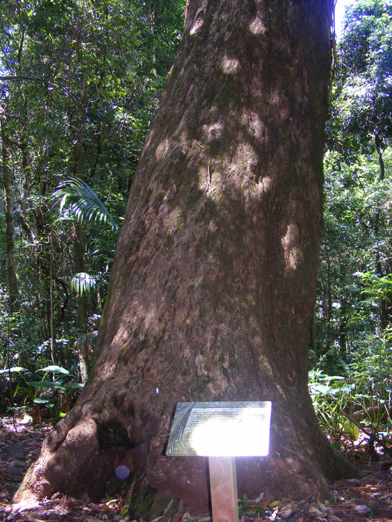 Days on the Claise: Sydney Blue Gum