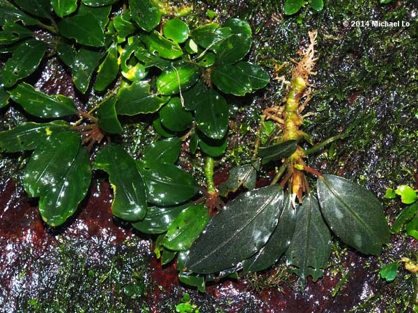 The rainforests of Borneo & Southeast Asia: Bucephalandra bogneri vs ...