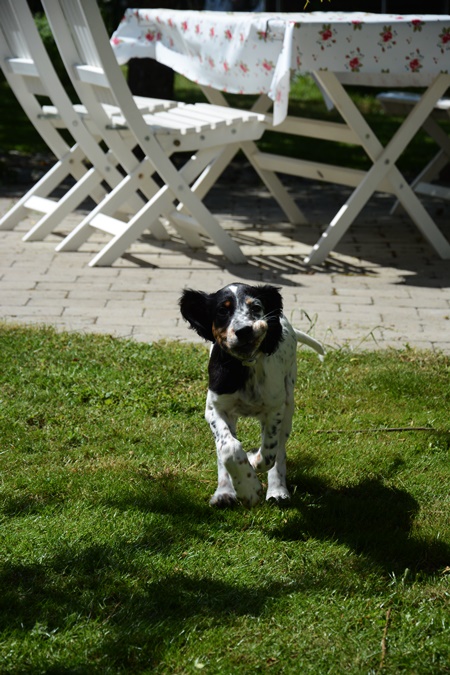 Rosor och ruiner: Den Vilda valpen