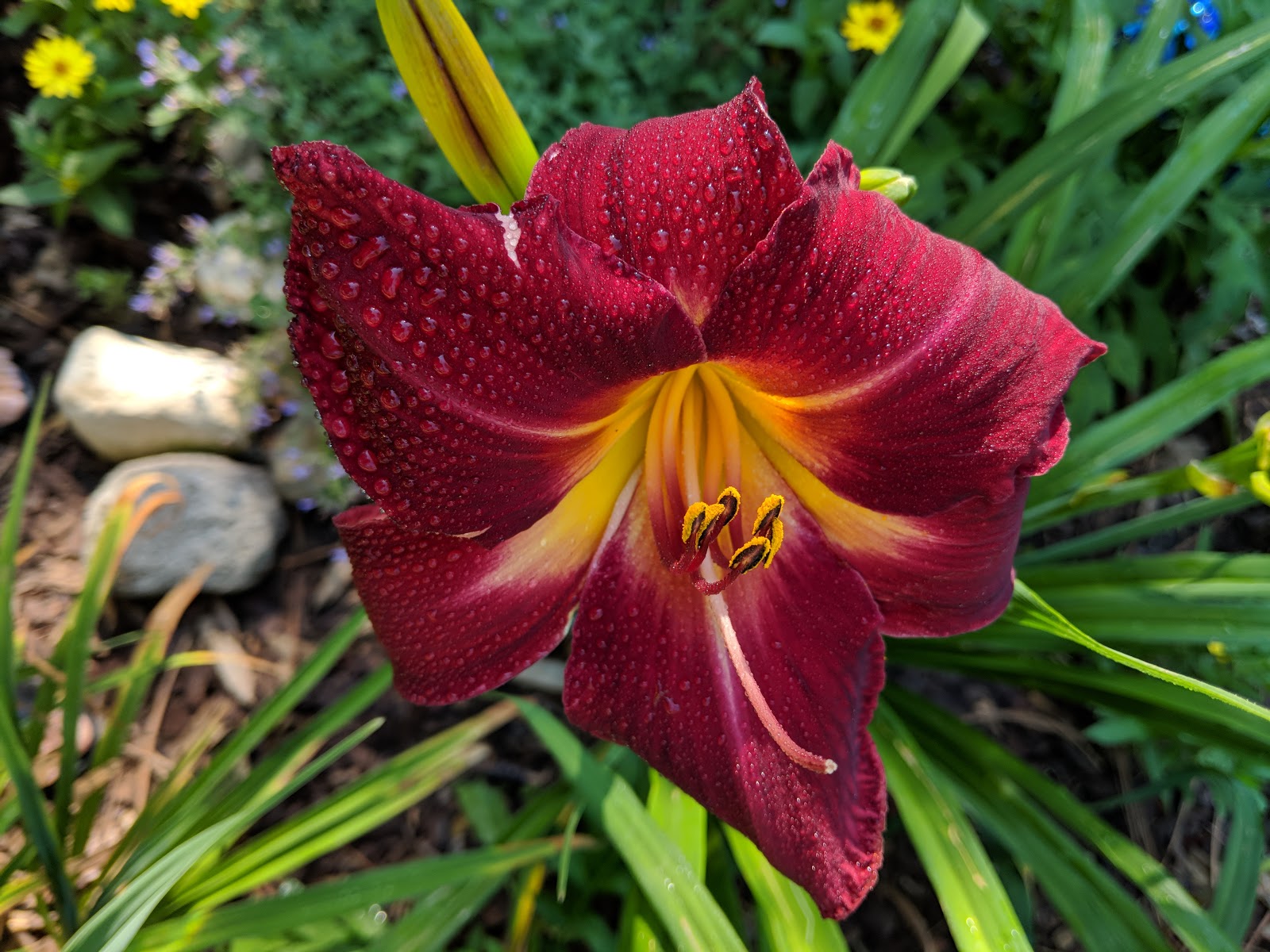 WildDakotaWoman TM: Red Oak House Garden Notes no. 46: Red, Red, Red