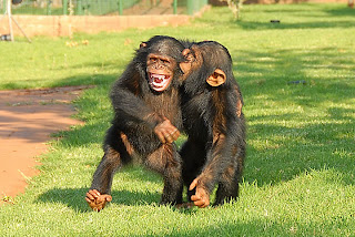 All Funny,Cute,Cool and Amazing Animals: Funny Chimpanzee Pictures ...