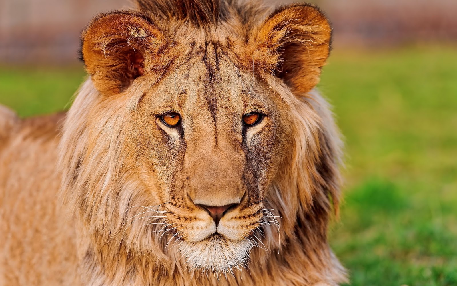 100 Wallpapers Full HD Leões - Pure High Definition HD Quality Wallpapers