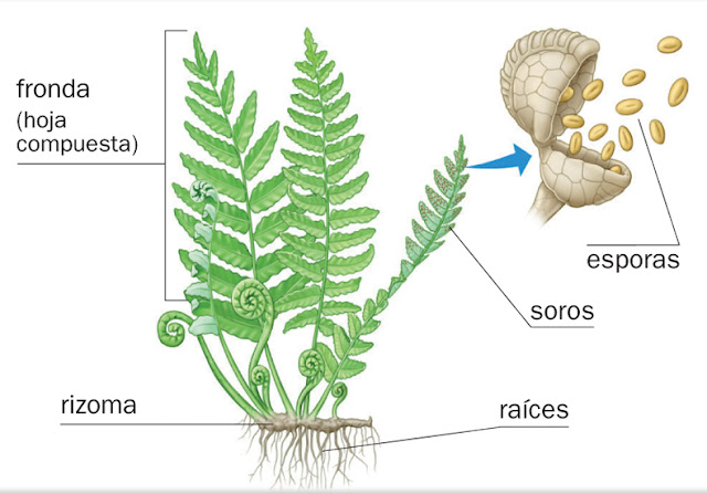 Imagen de un helecho CON SUS PARTES - Imagui