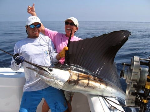 My Life My Marine: Tingkah Laku Ikan Layaran