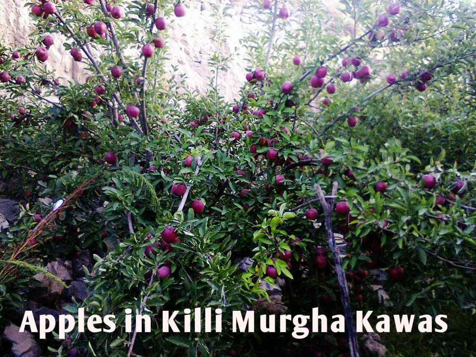 Baluchistan the Incredible Province: Killi ‪‎Murgha‬ Kawas (Ziarat ...