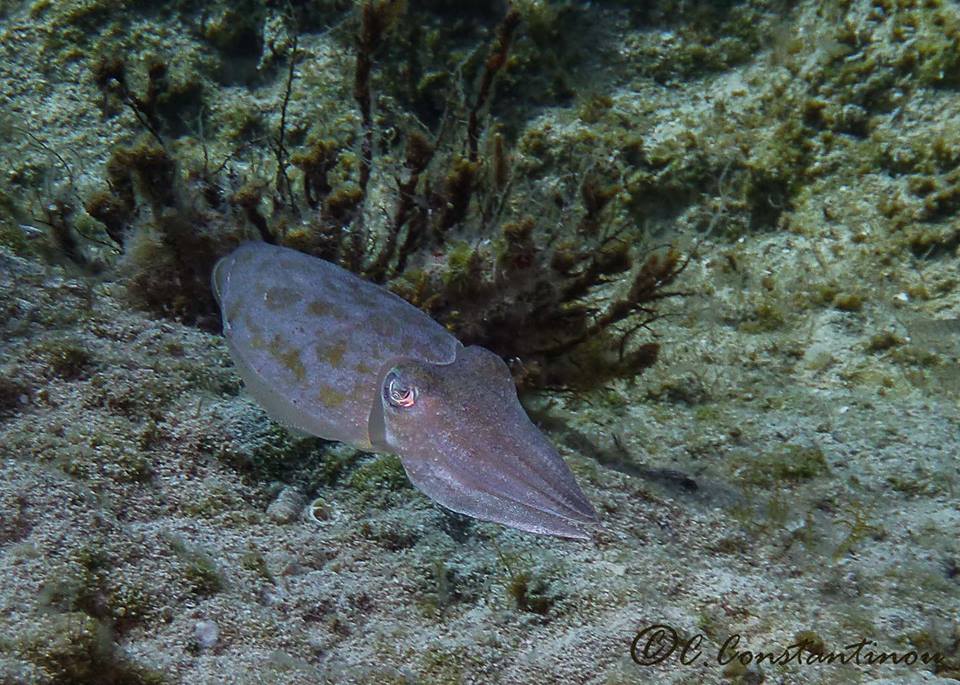 Biodiversity of Cyprus by NGO Protection of the Natural Heritage and ...