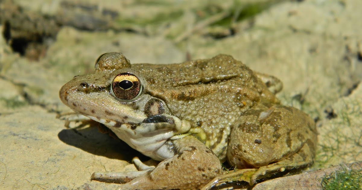 (Paleo-)Herpetología: Pelophylax perezi - Rana verde ibérica