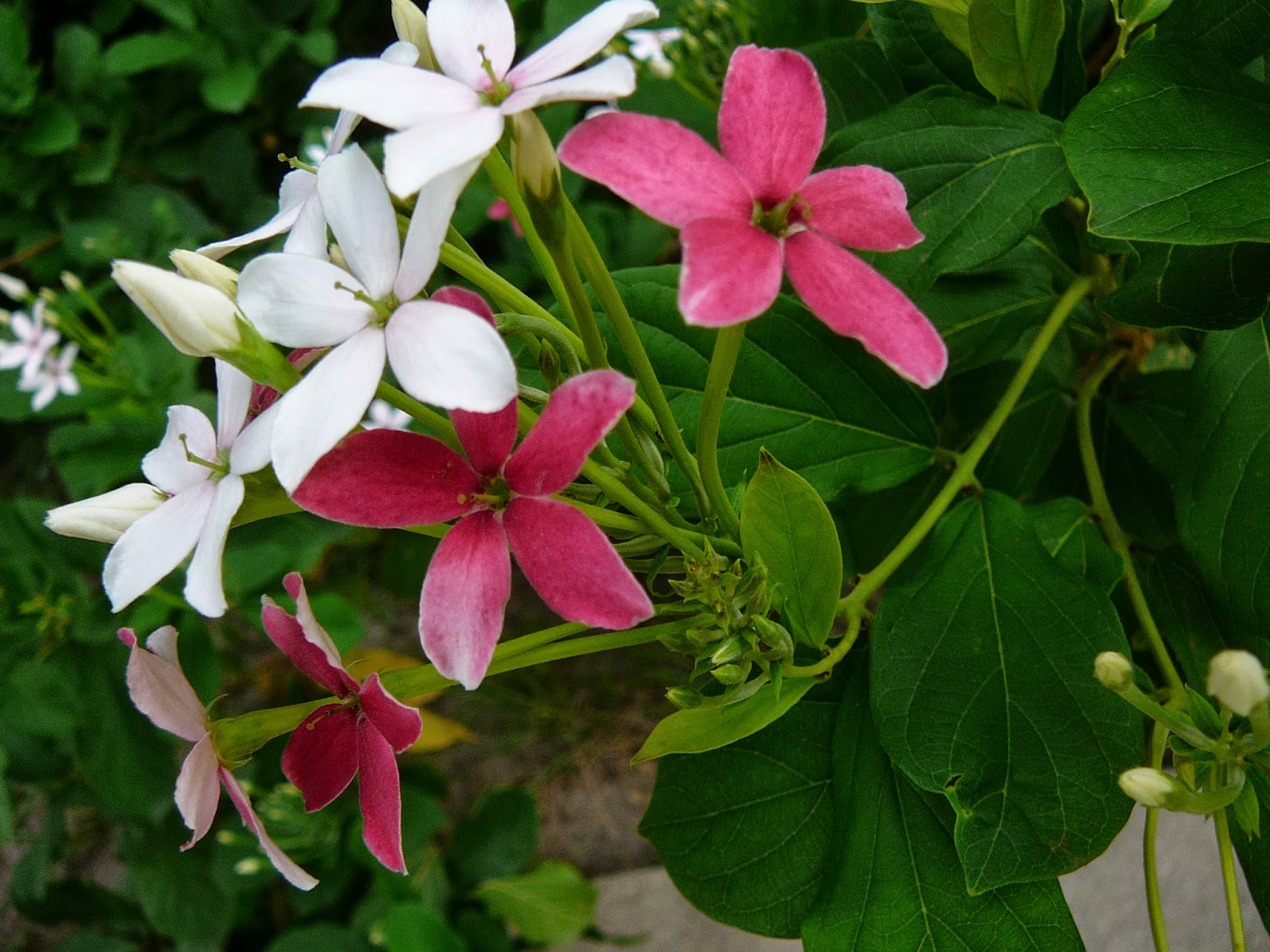 Papaleng Thoughts-Unplugged: The Philippines 10 Most Promoted Medicinal ...