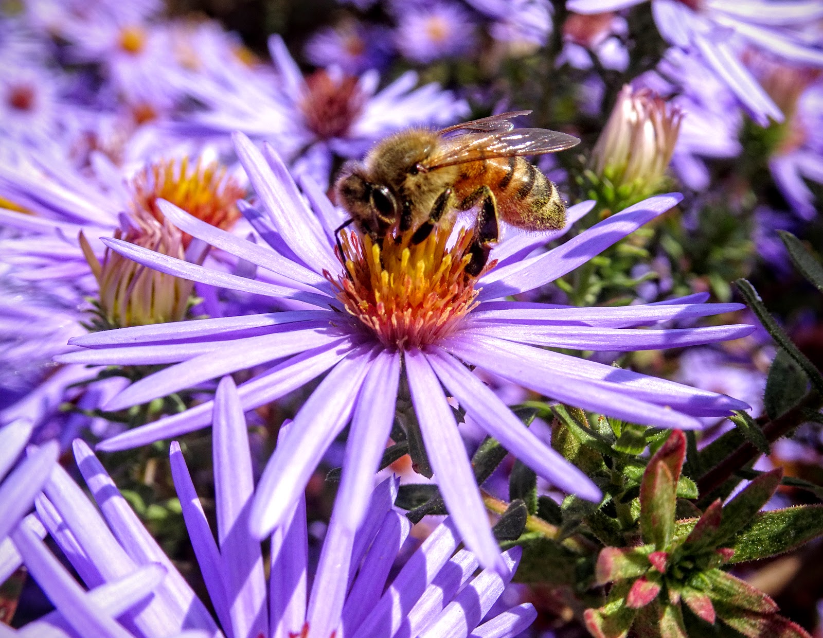 Love, Joy and Peas: Autumn Asters, Honey Bee and Capitol Columns at US ...