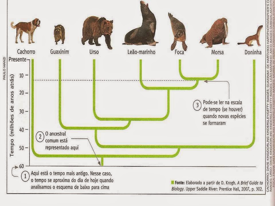 árvore Filogenética Do Gato - RETOEDU