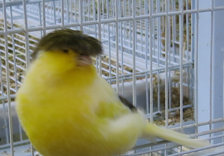 Canary Tales: More Special Stock for 2016 Breeding Season - Columbus Fancy