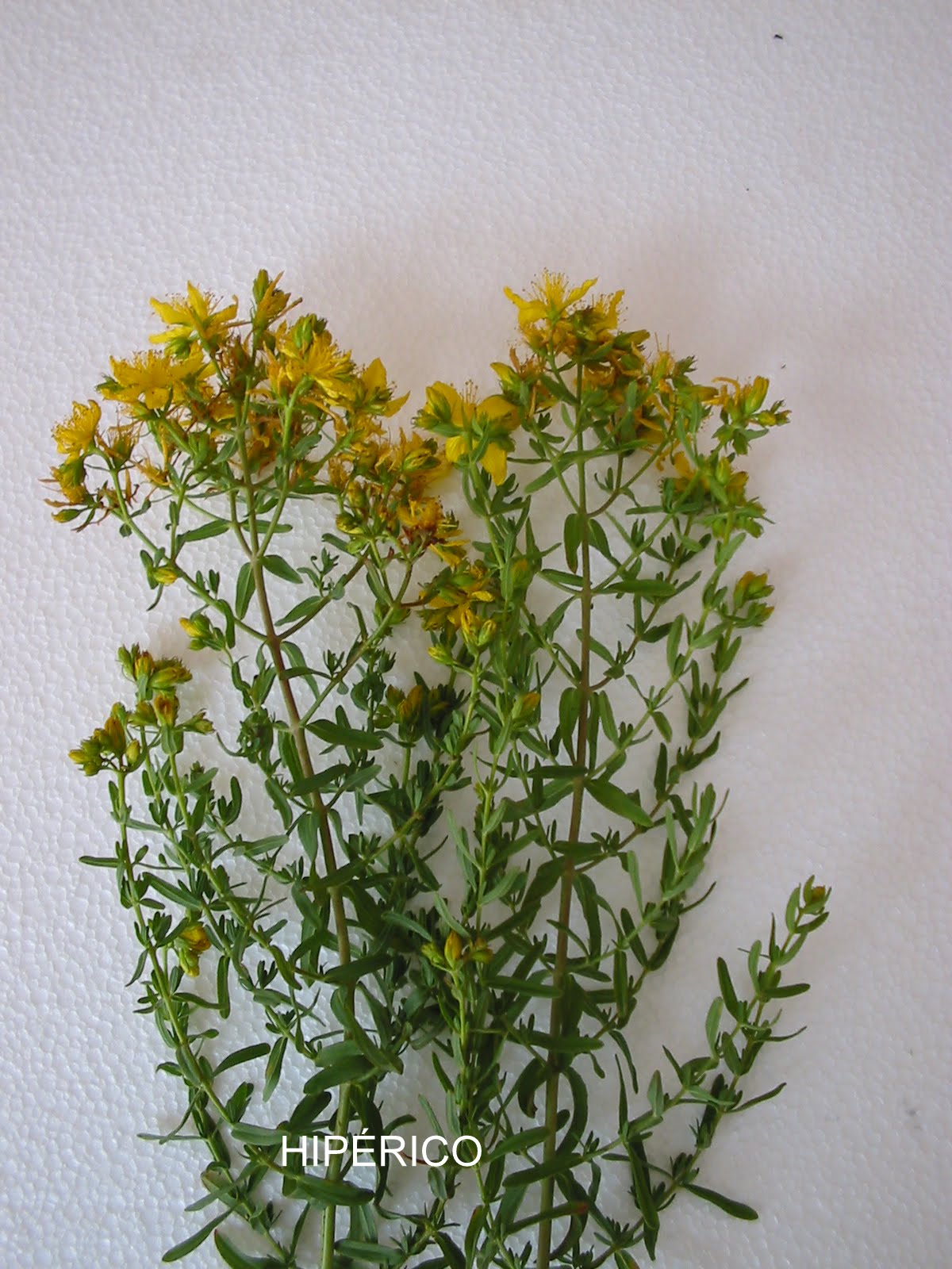 naturconsejos: HIPÉRICO (Hypericum perforatum)