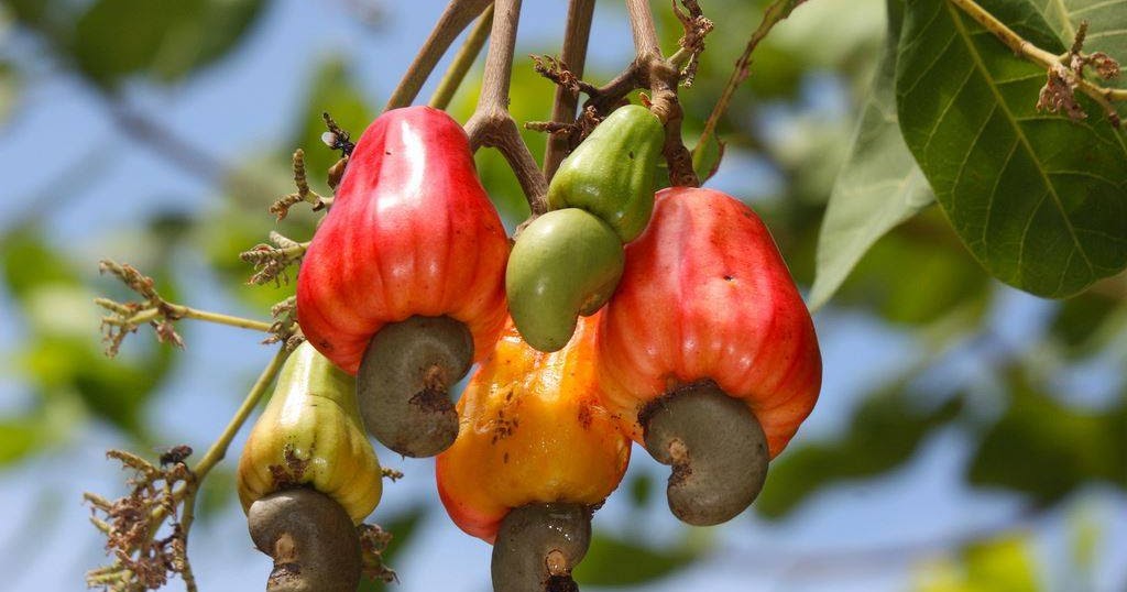 கொல்லாம் பழம் Kollam Pazham (Kollam palam) in kanyakumari District ...