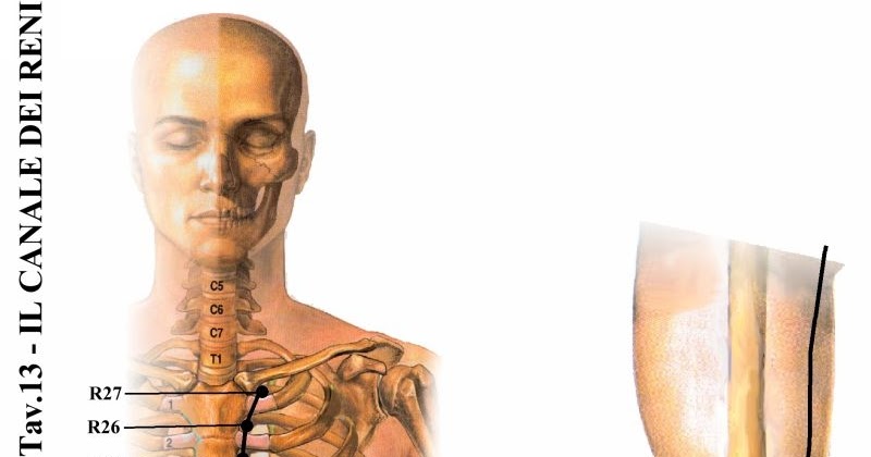 Medicina energetica: agopuntura e omeopatia: Meridiano del Rene Tsou ...