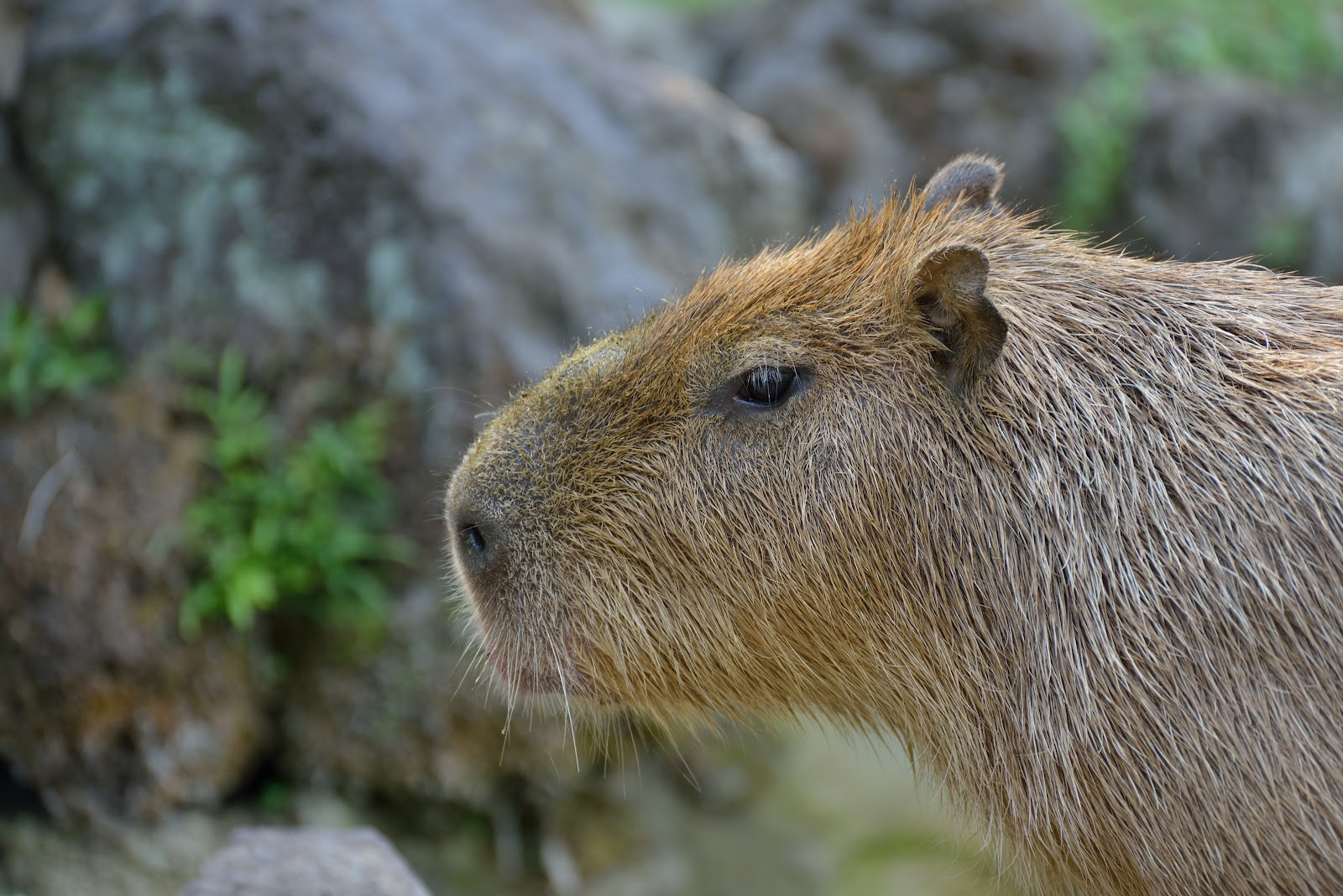 Bank of PhotoGraphics: Ueno Zoo IV: Capybara 2