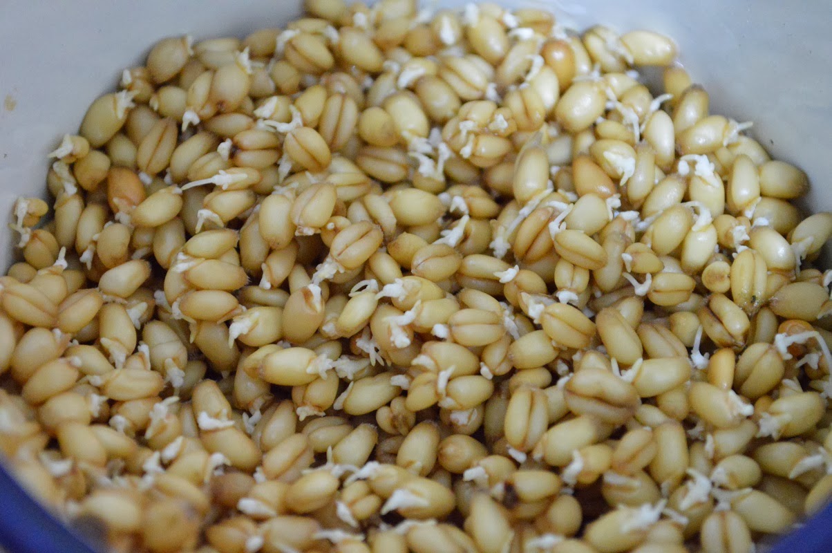 Cómo Germinar Pasto de Trigo / How to grow Wheatgrass