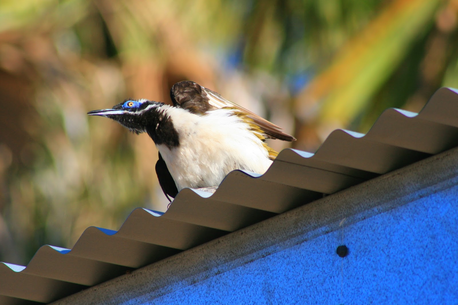 Geoff Thompsons Blog: Northern Territory Birds