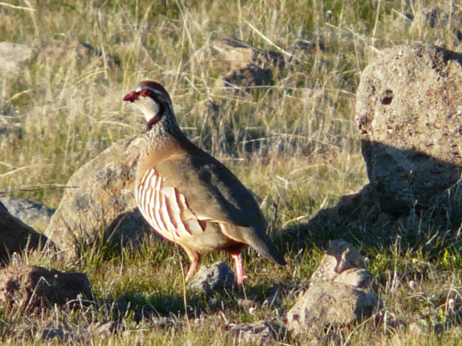 Asociación Canaria de Entidades de Caza: Nacen las primeras perdices ...