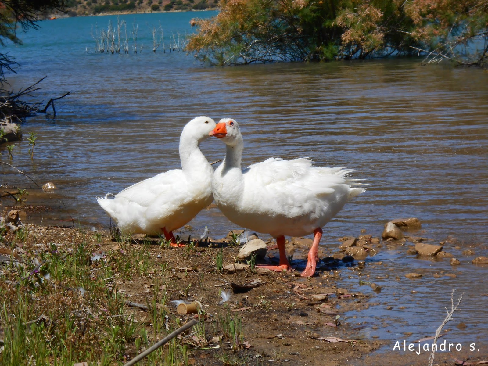 CIENCIA-FATOU: Los Ganso