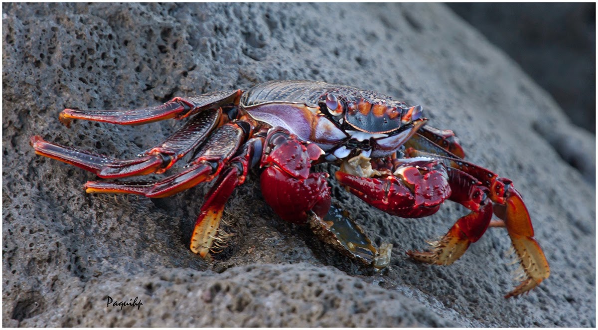 Paqui.blog de naturaleza: CANGREJO MORO