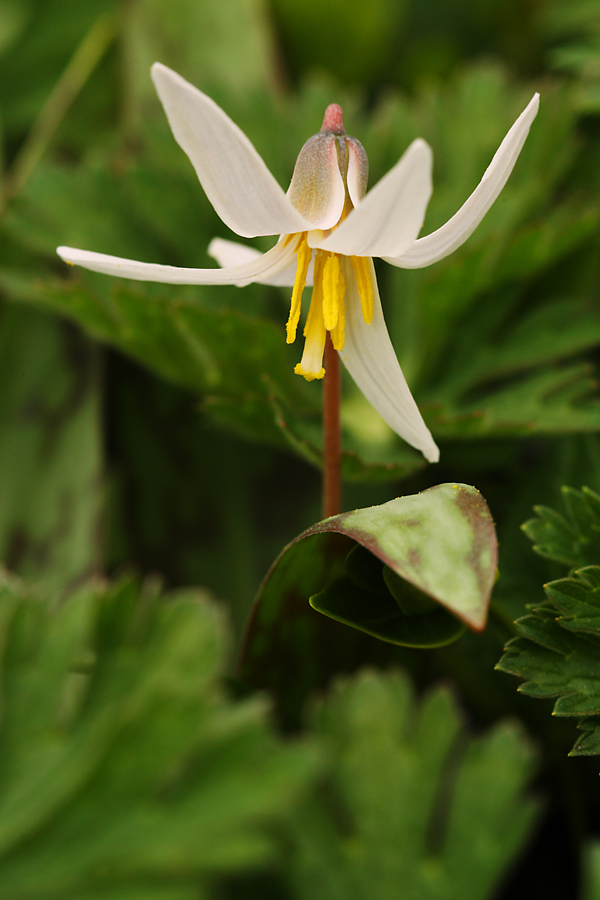 Natural Spaces Photography: Spring Wildflowers in Wisconsin