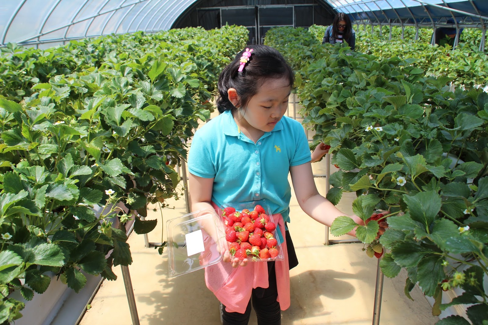 Korean Farming Experience Tours - One Day Harvest Programs in Daegu