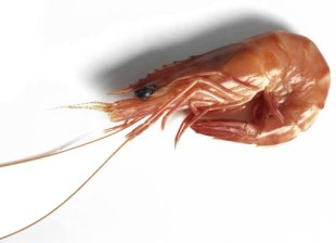 Prawn | The Life of Animals