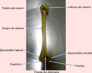 EDF Anatomia Humana : Sistema Esquelético