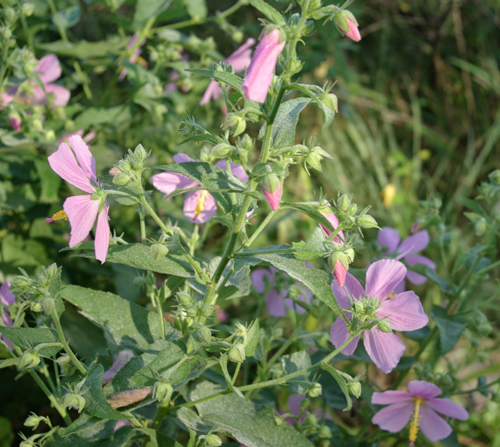 sweetbay: Blooming Friday -- Seashore Mallow