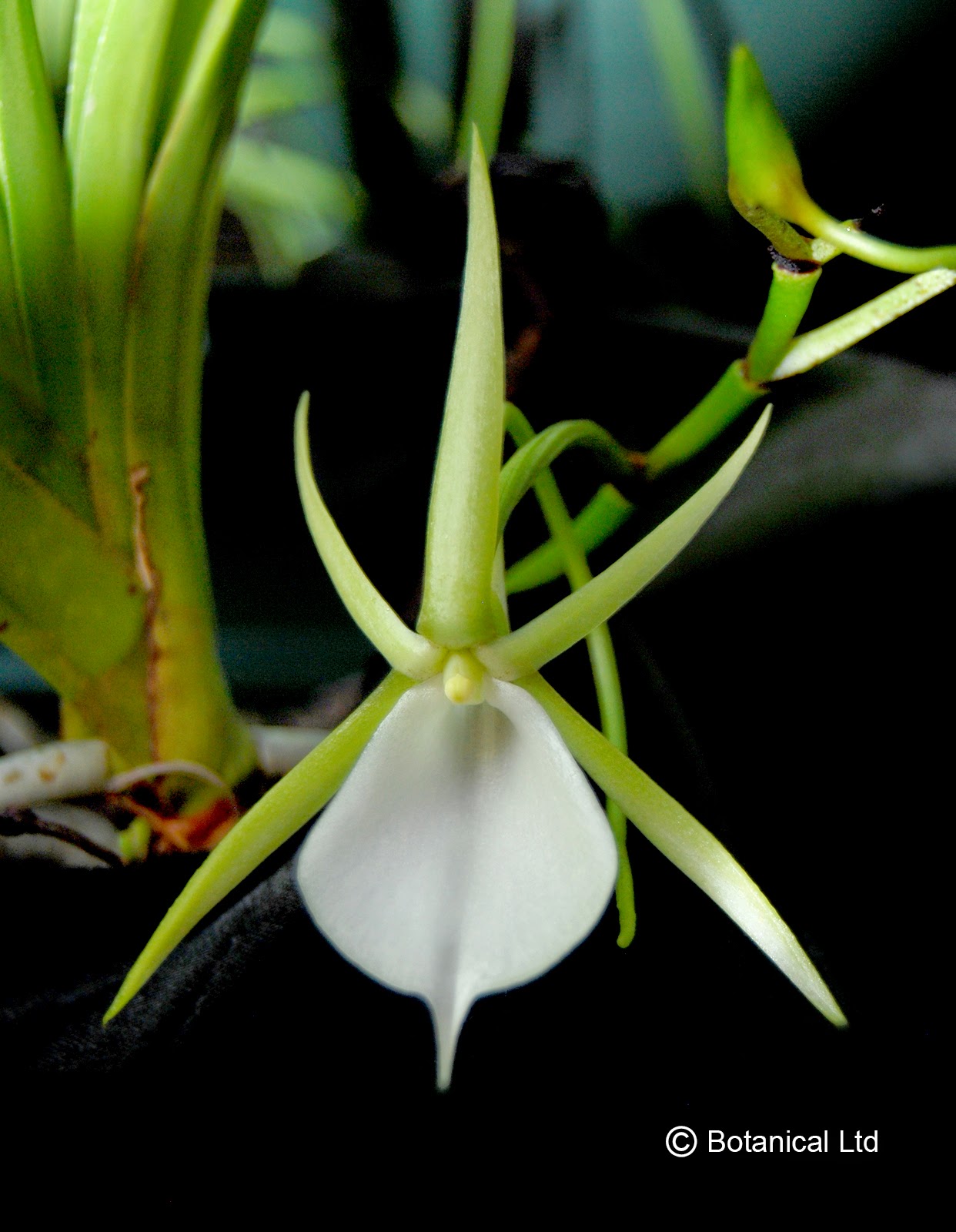 Angraecums...: Angraecum praestans