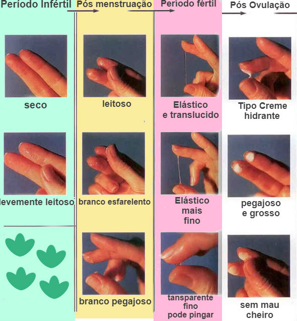 Muco Cervical | Os diferentes tipos de muco e seus significados Mãe á ...