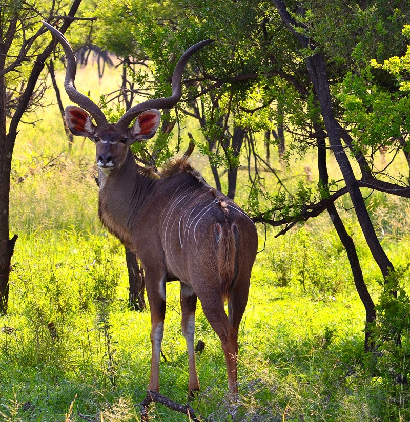 Far and Wild Safaris Blog: Nambiti Plains Lodge – Jeremy Williamson