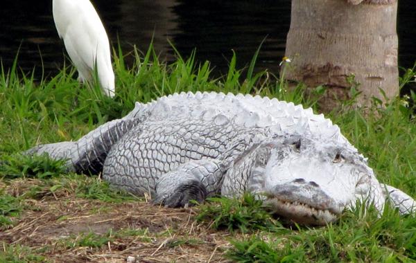 Animals World: white alligator